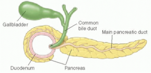 Annular Pancreas - Symptoms, Treatment, Images, Radiology